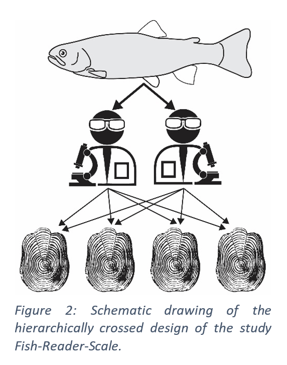 Fish scales often tell contradicting stories, but does that really ...