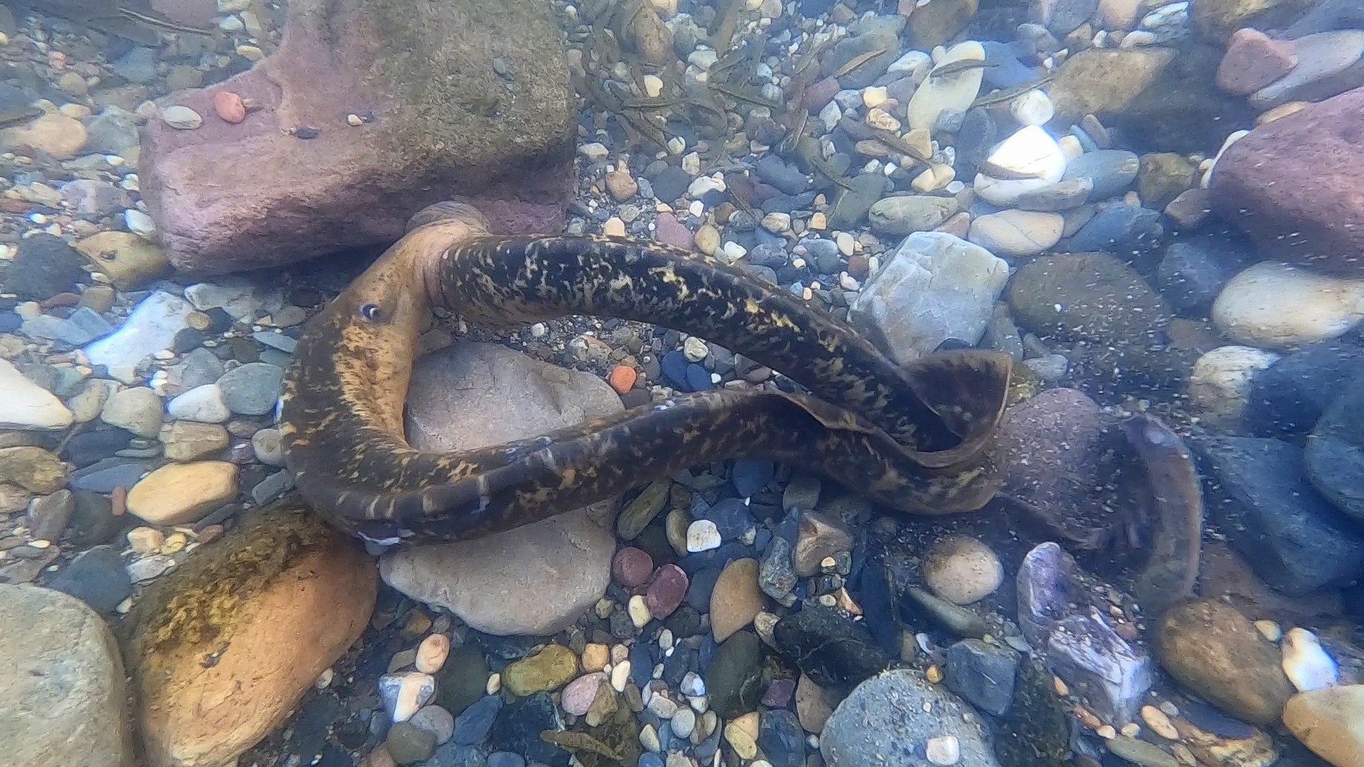 A closer look at sea lamprey mating systems. – ECOBIOP