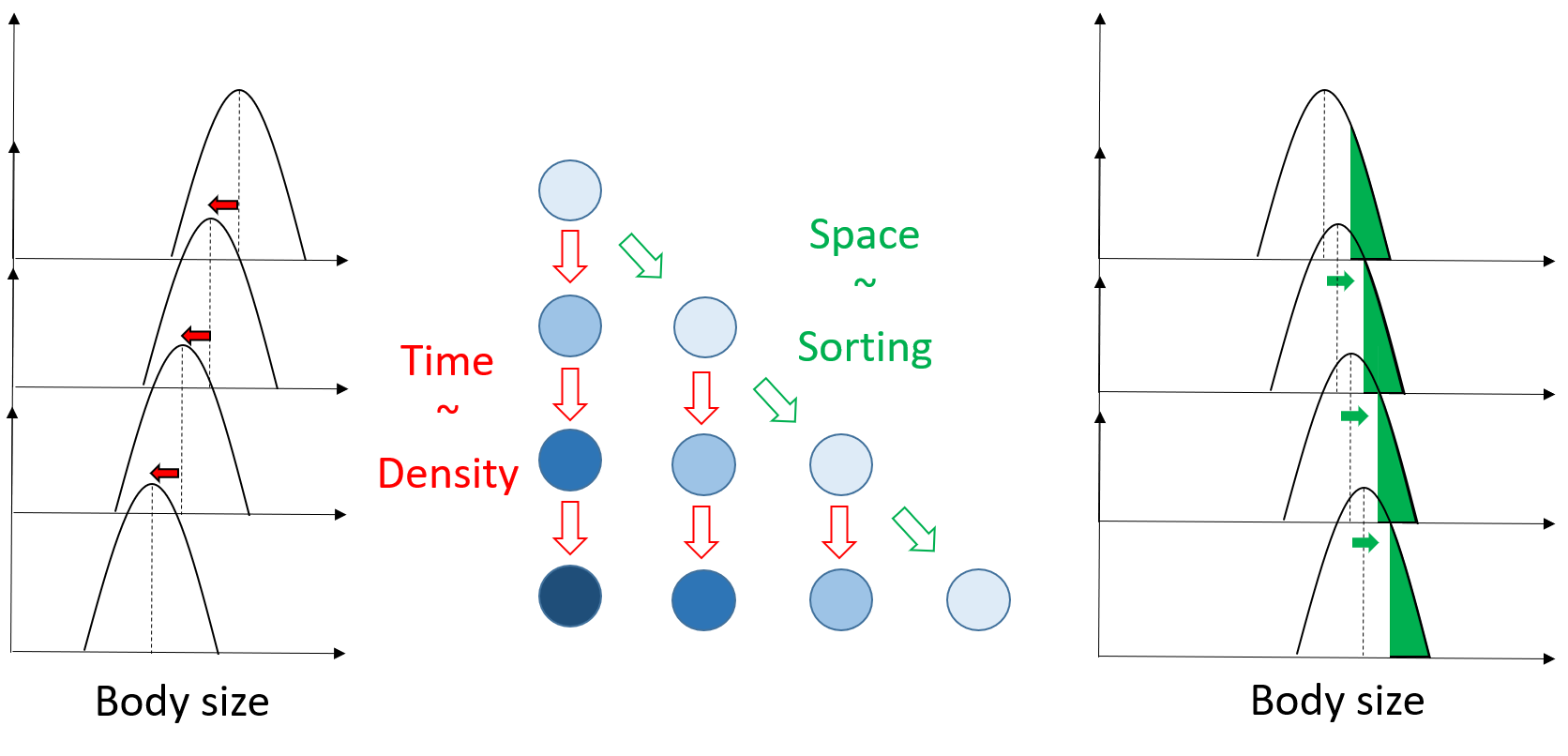 Body size evolution during a metapopulation expansion – ECOBIOP